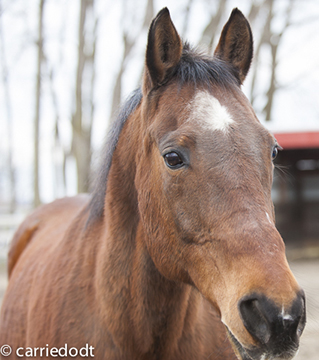 Hank - Horse Stars Hall of Fame
