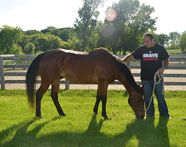 Hank - Horse Stars Hall of Fame