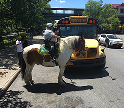 Apollo - Horse Stars Hall of Fame
