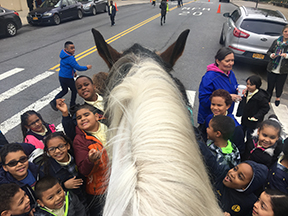 Apollo - Horse Stars Hall of Fame