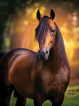 Vivaldi de Besilu - Horse Stars Hall of Fame