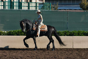 Sjoerd - Horse Stars Hall of Fame