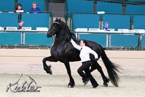 Sjoerd - Horse Stars Hall of Fame