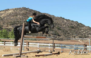Sjoerd - Horse Stars Hall of Fame