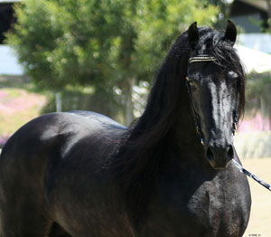 Sjoerd - Horse Stars Hall of Fame