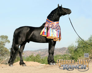 Sjoerd - Horse Stars Hall of Fame