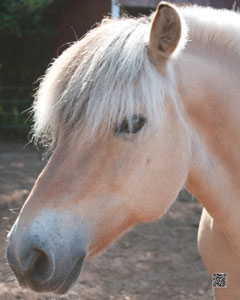 Kleng - Horse Stars Hall of Fame