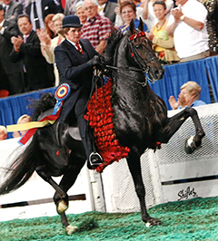 CH Callaway's Annabel Allison - Horse Stars Hall of Fame