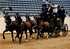 Sam - Horse Stars Hall of Fame