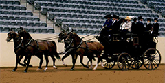 Sam - Horse Stars Hall of Fame