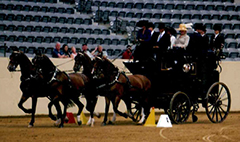 Sam - Horse Stars Hall of Fame