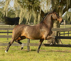 Sam - Horse Stars Hall of Fame