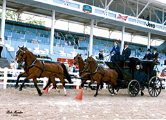 Sam - Horse Stars Hall of Fame