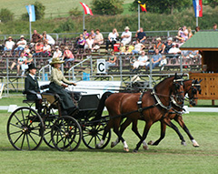 Sam - Horse Stars Hall of Fame