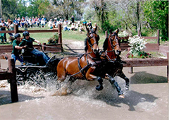 Sam - Horse Stars Hall of Fame