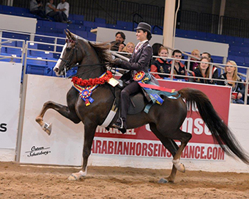 Nutcracker Sweet PF - Horse Stars Hall of Fame