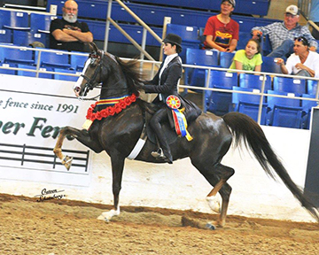 Nutcracker Sweet PF - Horse Stars Hall of Fame