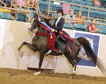 Nutcracker Sweet PF - Horse Stars Hall of Fame