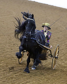 Dash Rip Rock - Horse Stars Hall of Fame